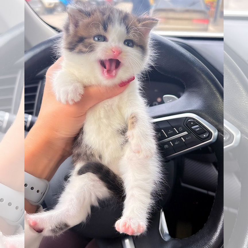 Котёнок в добрые руки