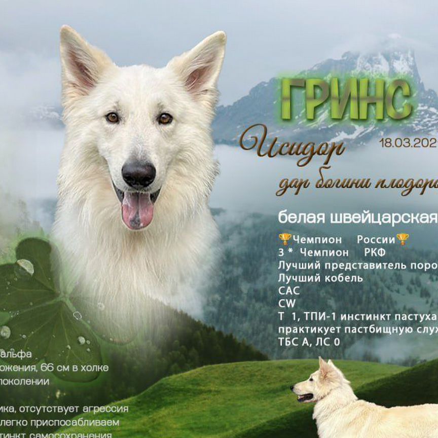 Белая швейцарская овчарка (вязка)