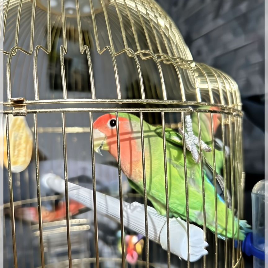 Попугай неразлучники с клеткой