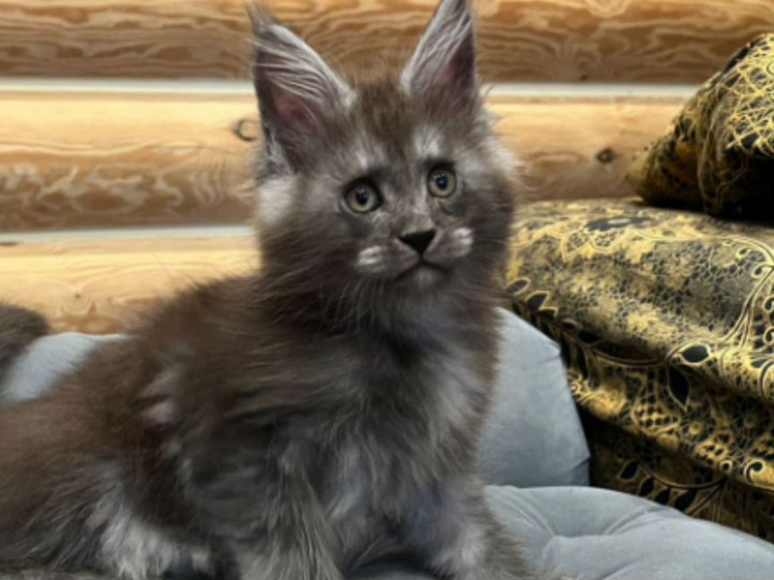 Мейн-кун, кот
