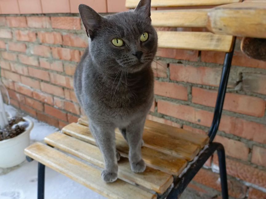 Кошка породы русская голубая