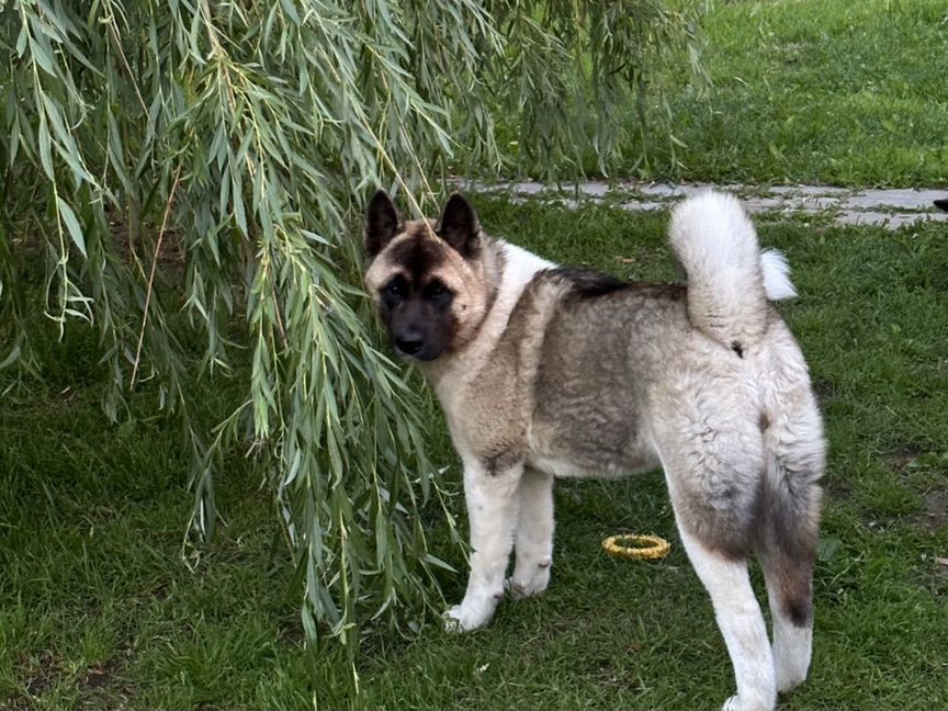 Американская акита