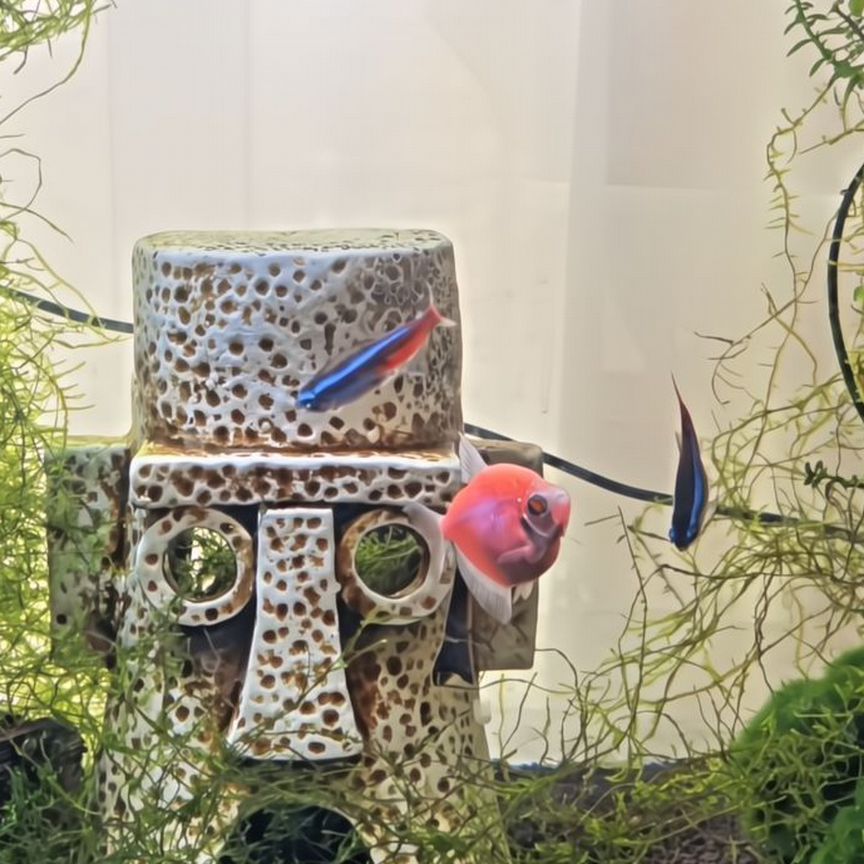 Мох аквариумный обмен