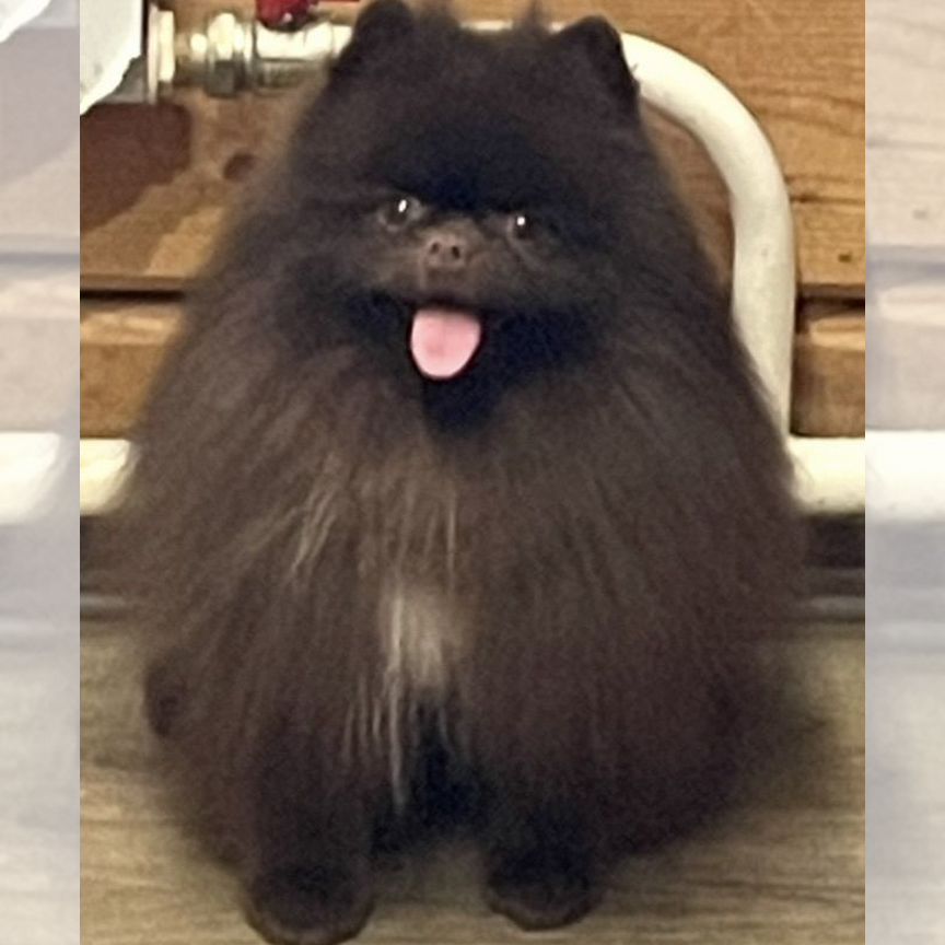 Померанский шпиц, взрослый пёс