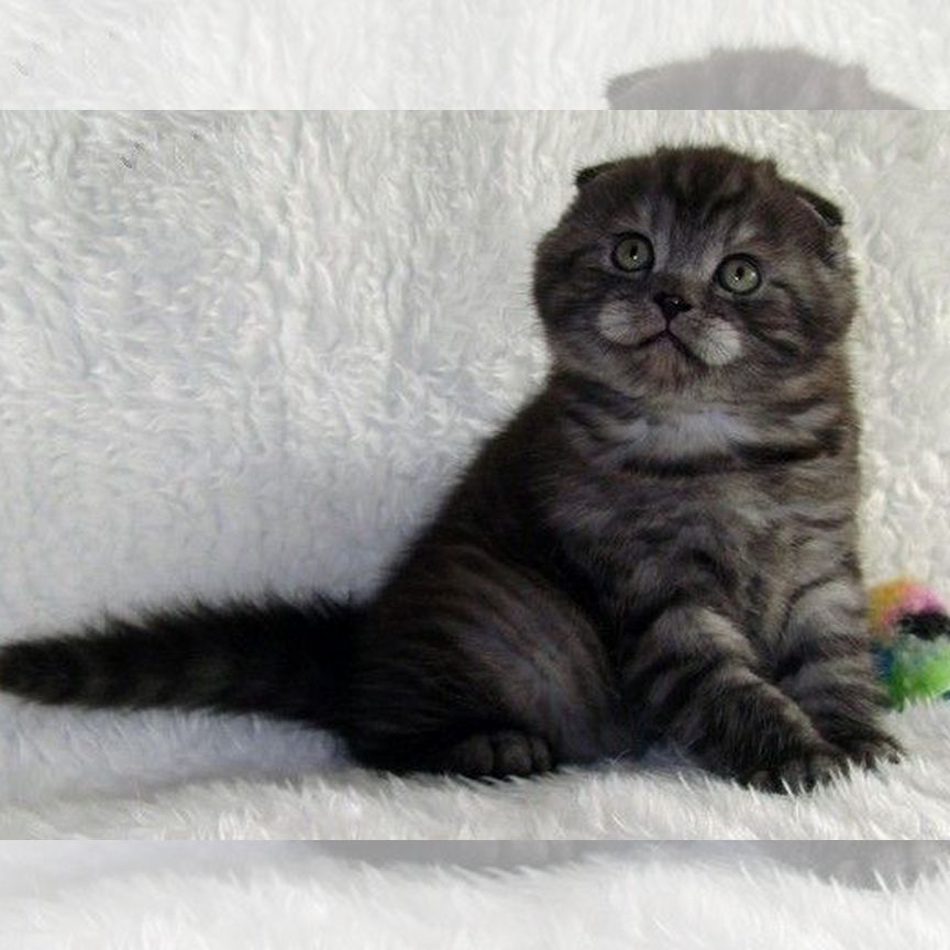 Вислоухий котик черный дым