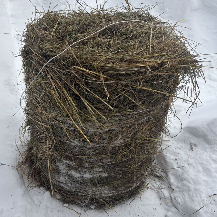 Сено в рулонах