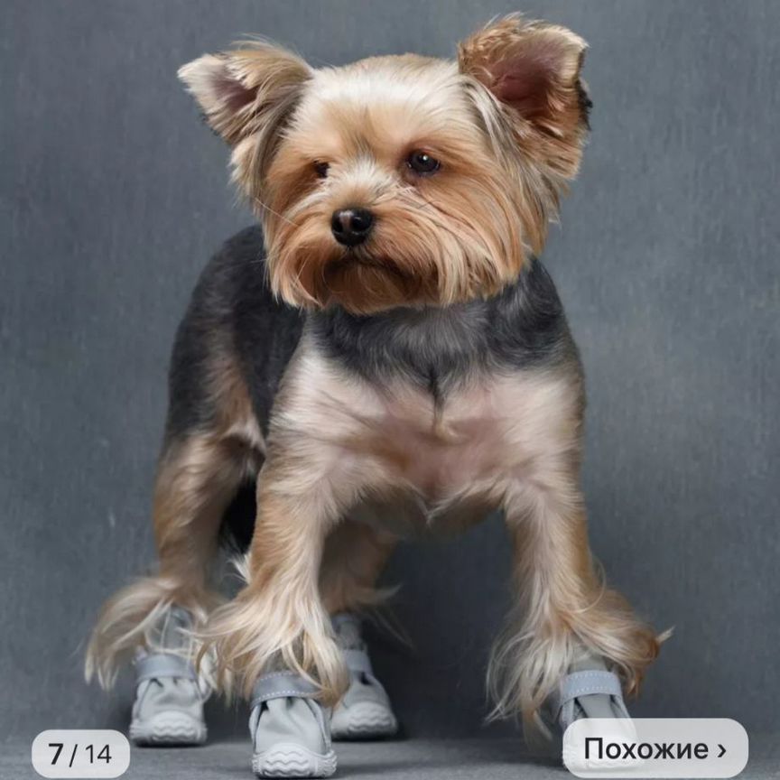 Обувь для собак мелких пород