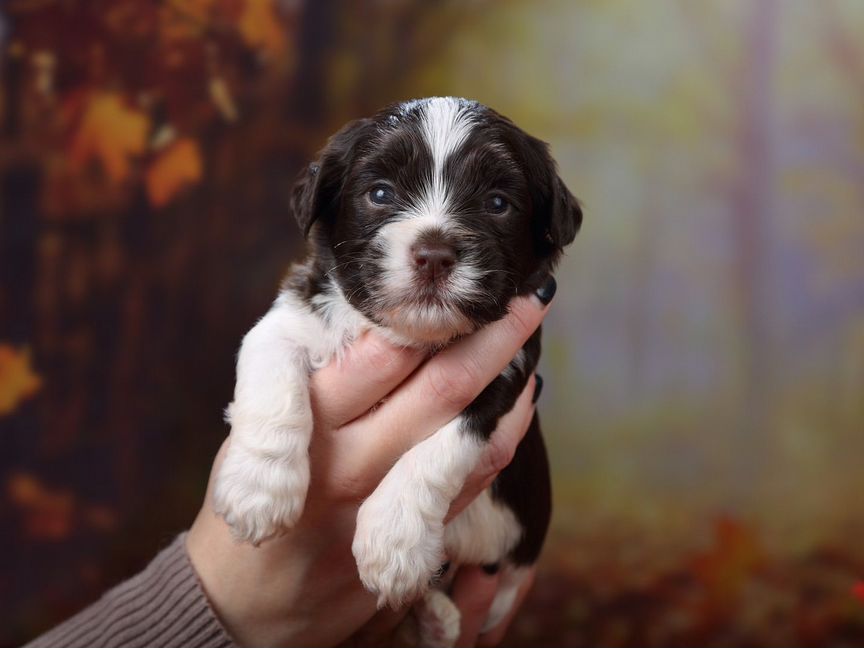 Щенки Хаванез Бишон (гаванские болонки)