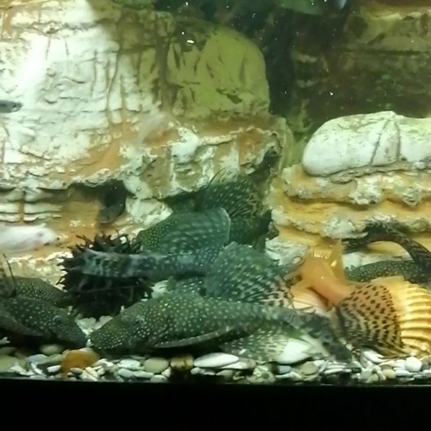 Аквариумные сомы