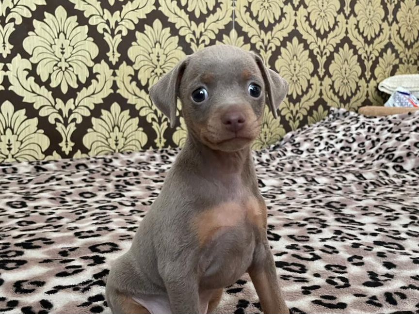 Той-терьер щенки