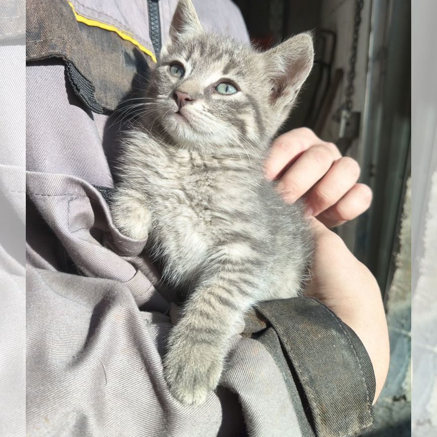Котёнок в добрые руки