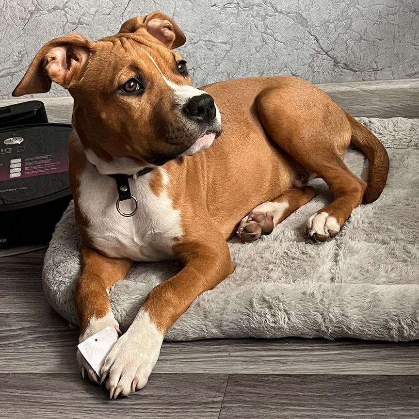 Стаффордширский терьер