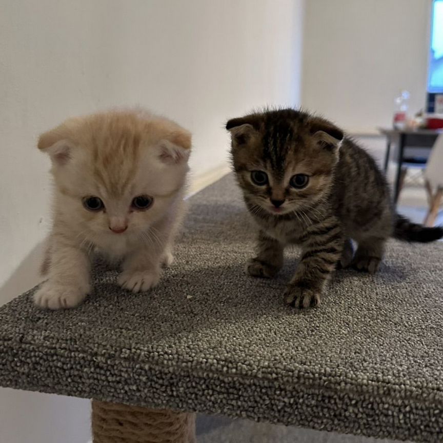 Котята