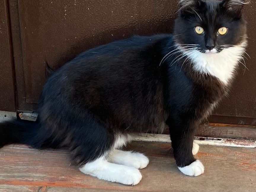 Котята маркизы в дар