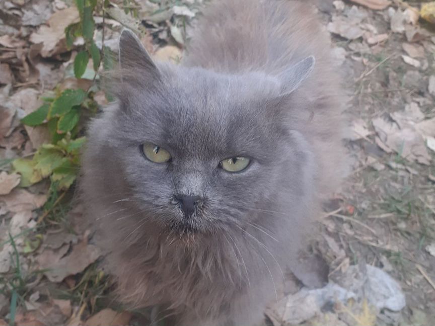 Бездомные котята в самые добрые руки