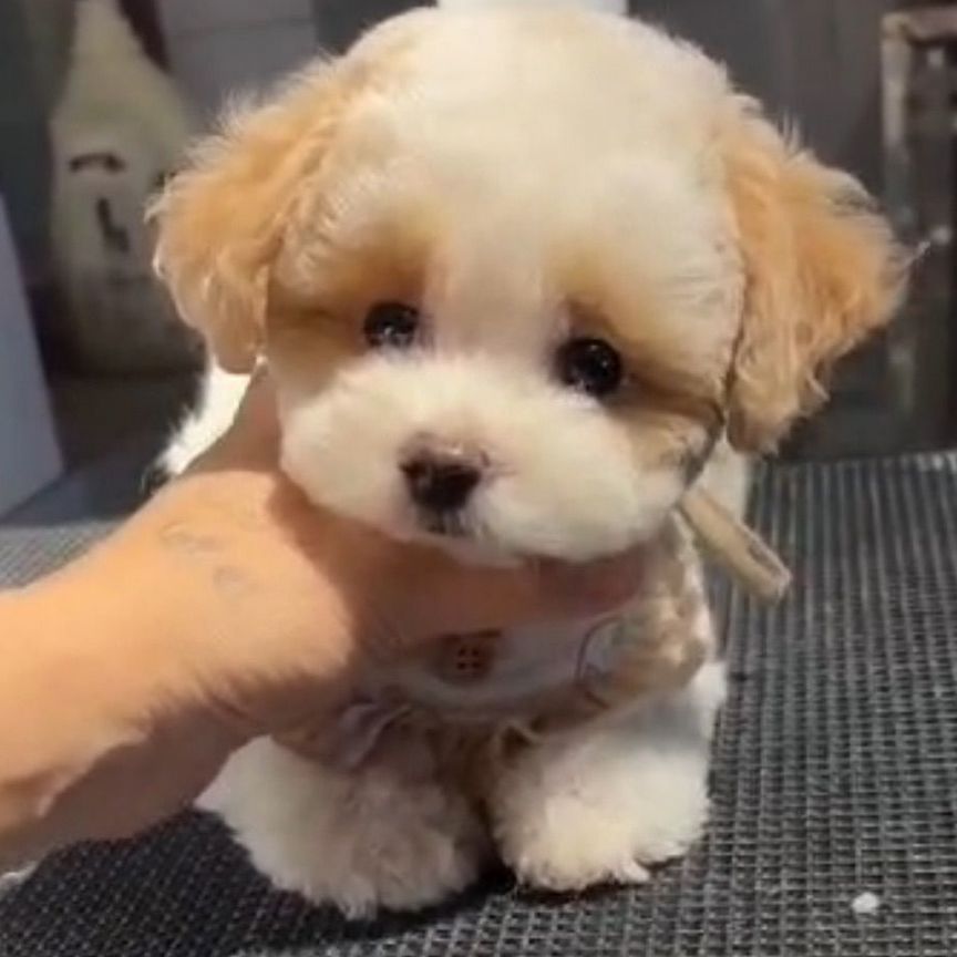 Голубоглазая блондинка Бушон импорт Китай