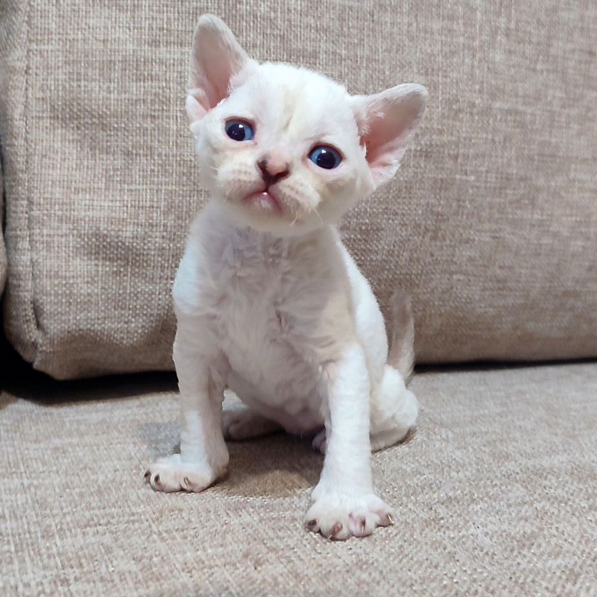 Котята девон-рекс