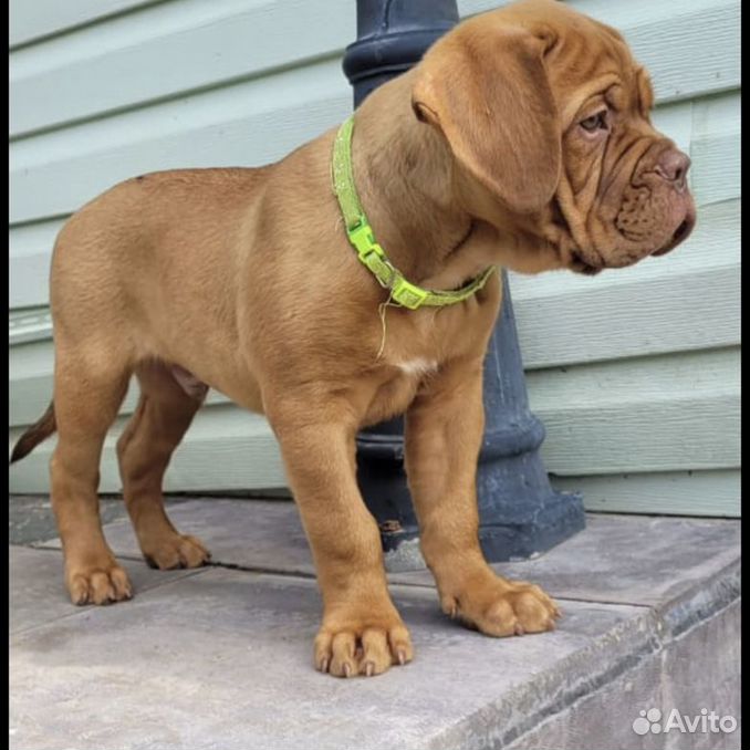 Щенки бордоского дога