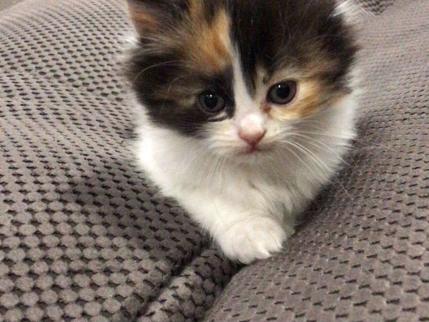 Продаю персидских котят