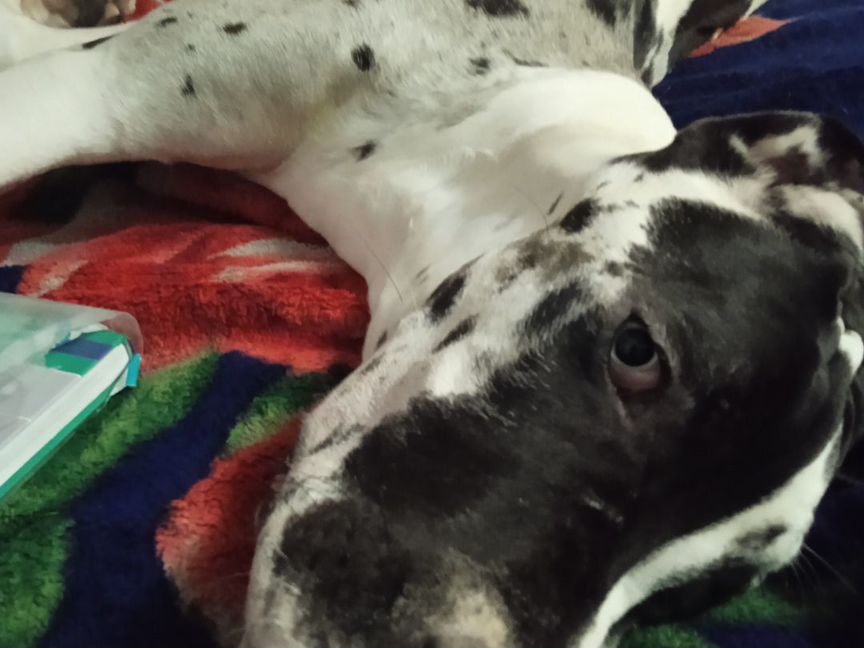 Собака немецкий дог