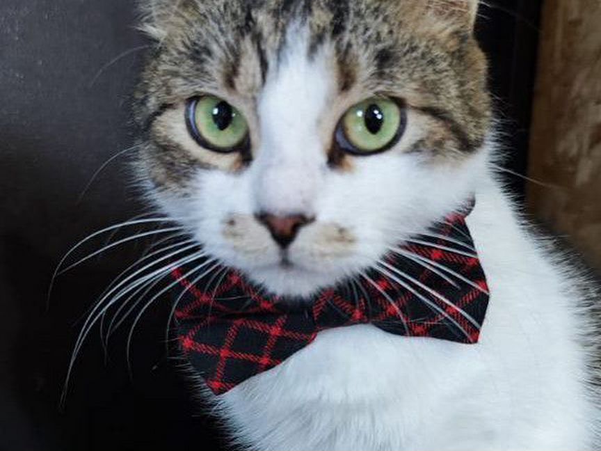 Коты в добрые руки