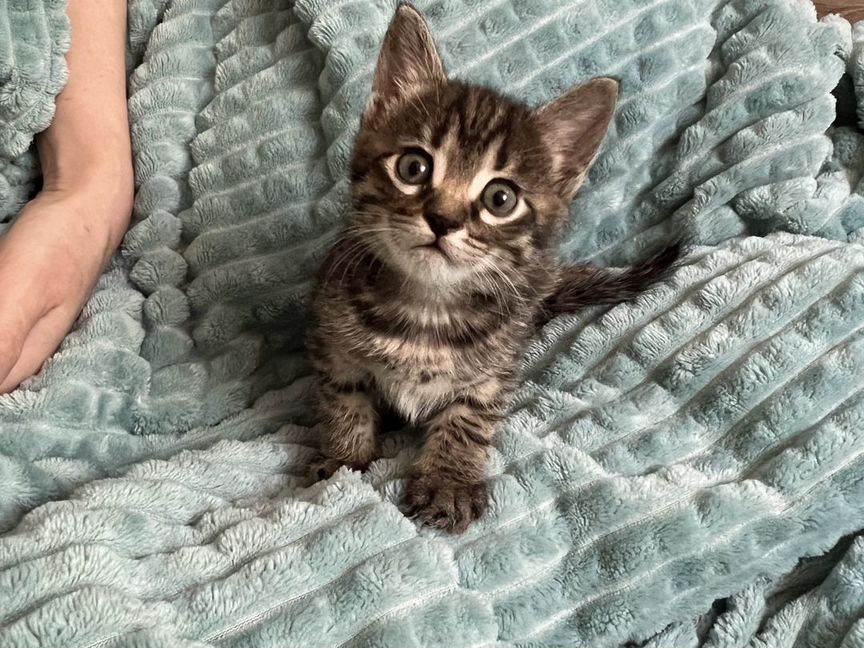 Котик для души