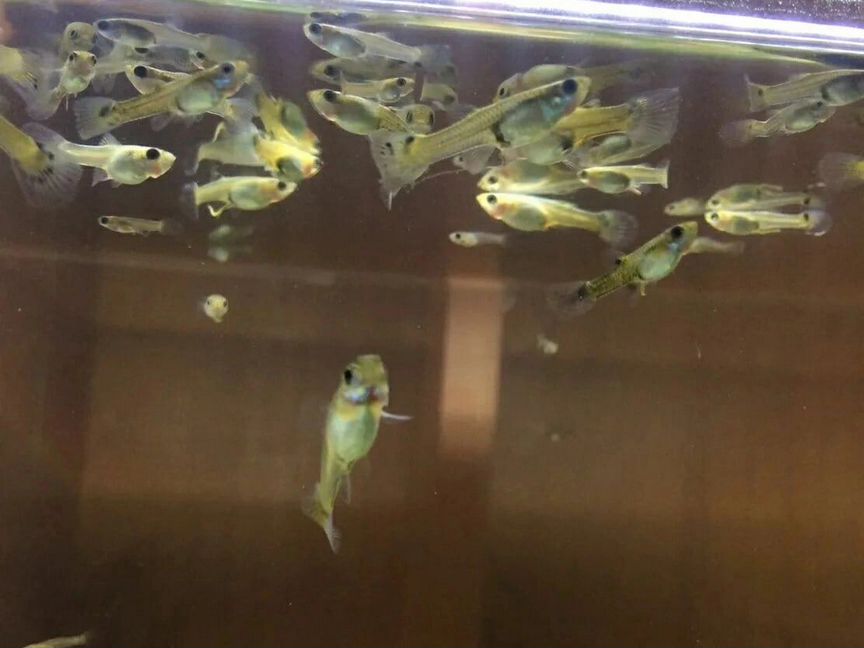Мальки гуппи