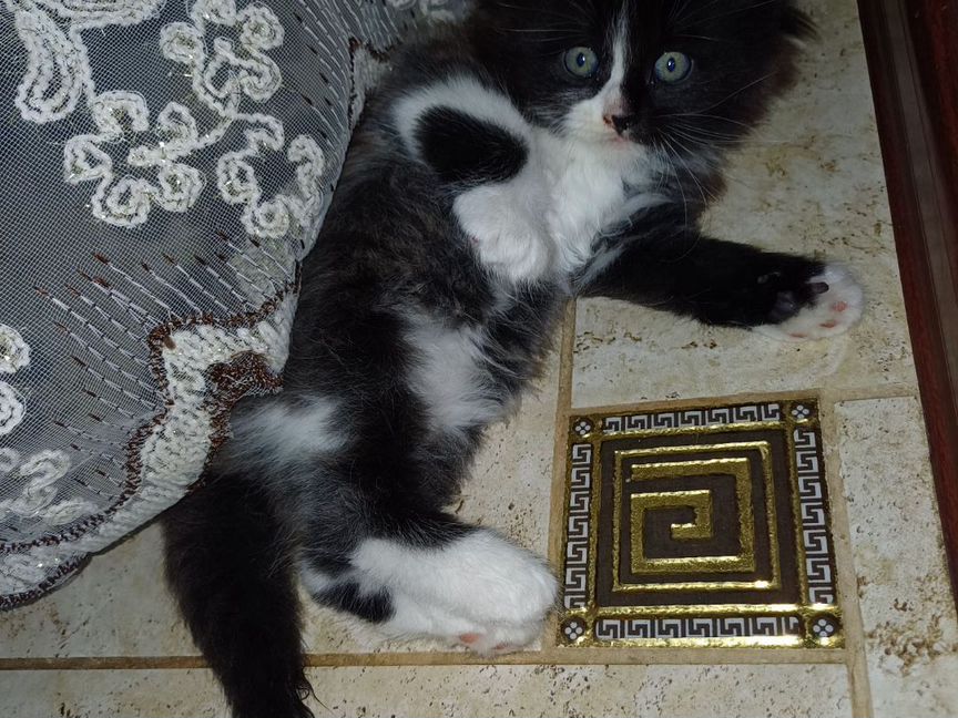 Котёнок девочка