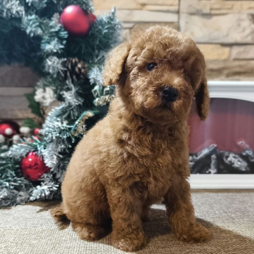 Той-пудель, щенок