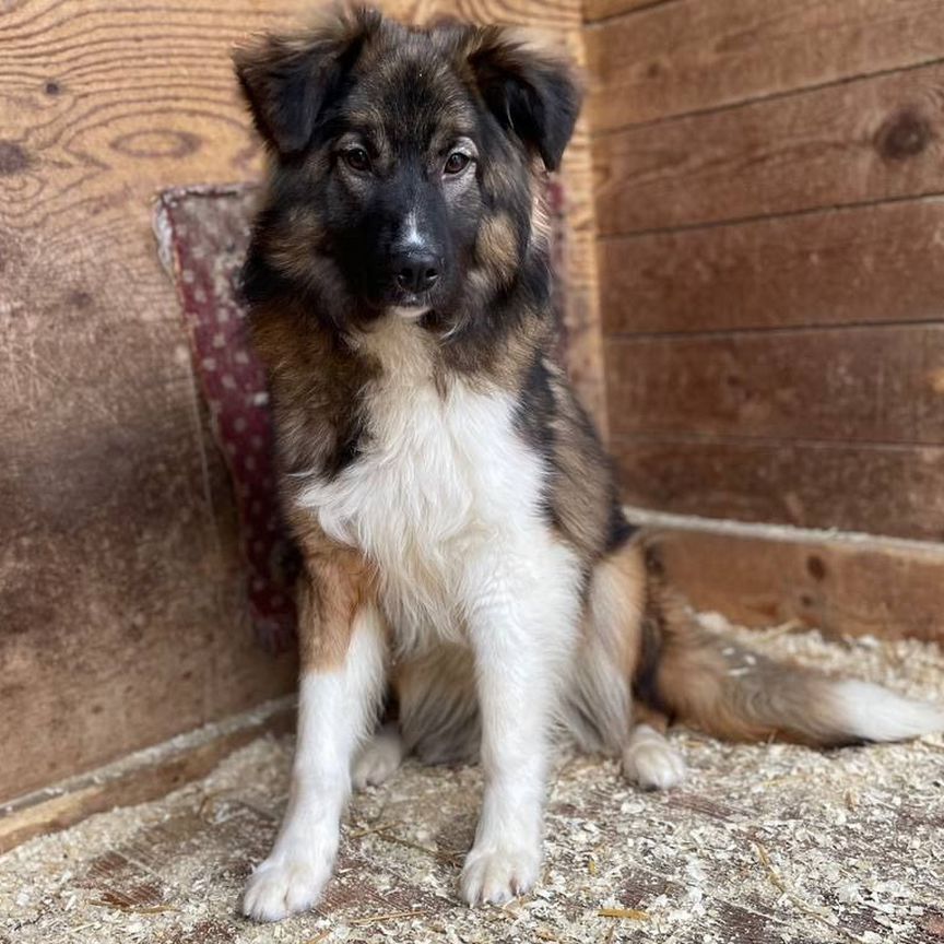 Памир, самый нежный пёс не должен жить в клетке