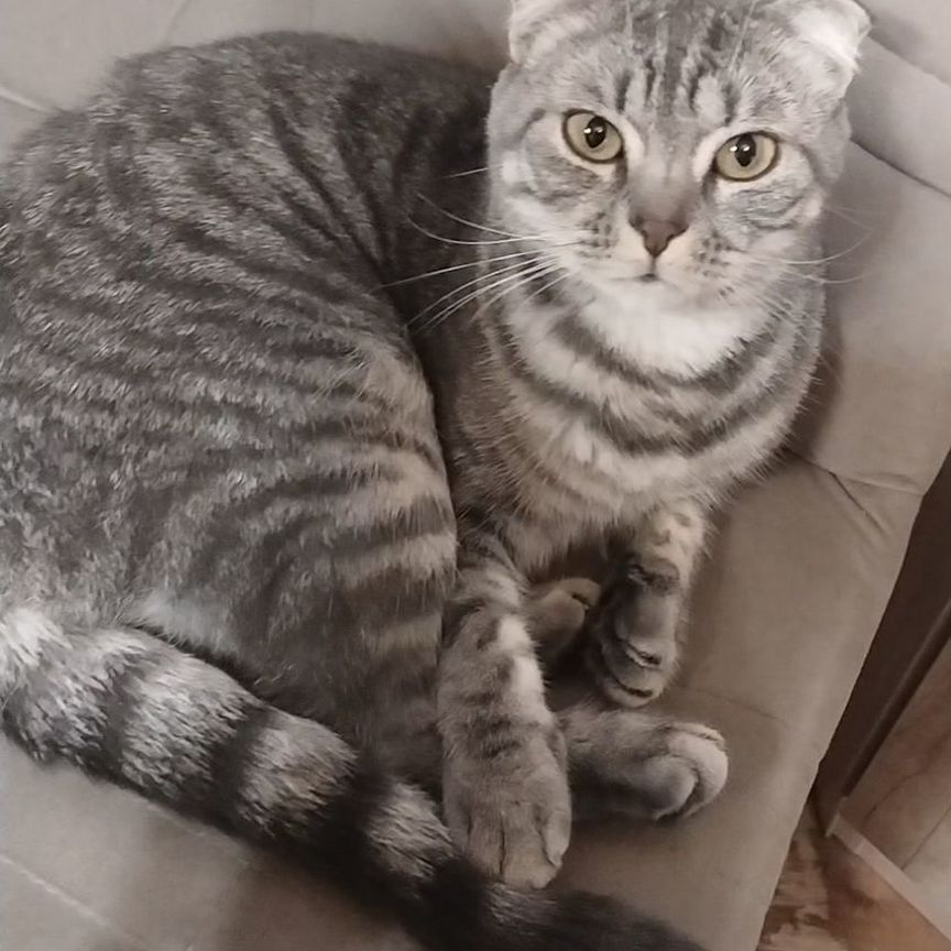 Шотландская вислоухая короткошёрстная, взрослая кошка