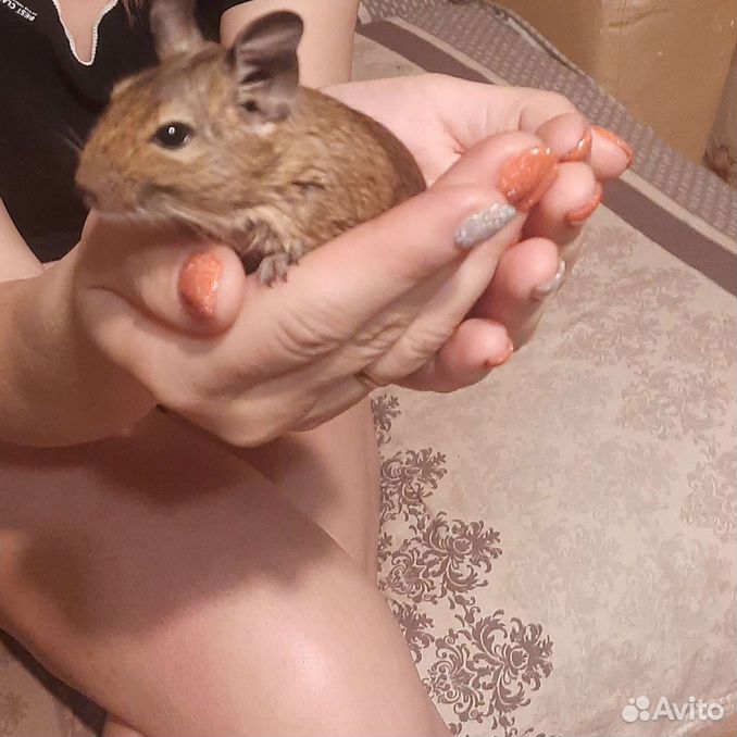 Чилийская белка дегу