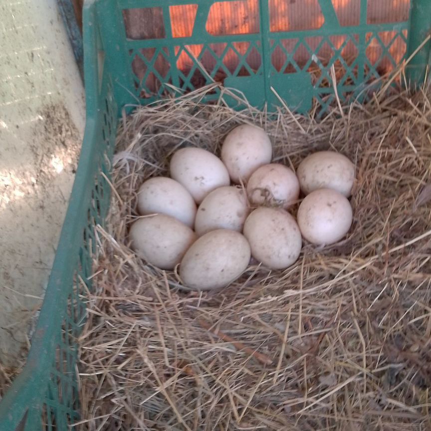 Утки тяжелая линия