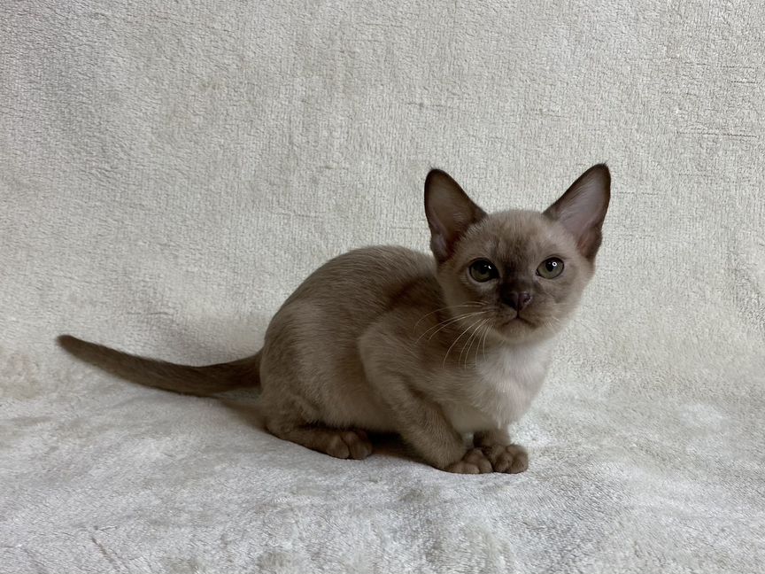 Шоколадный бурманский мальчик