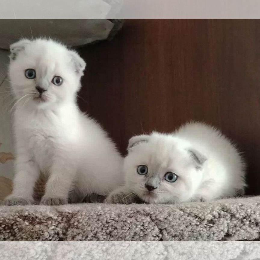 Шотландские кошечки