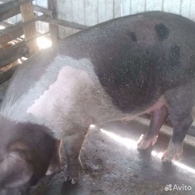 Хряк на племя