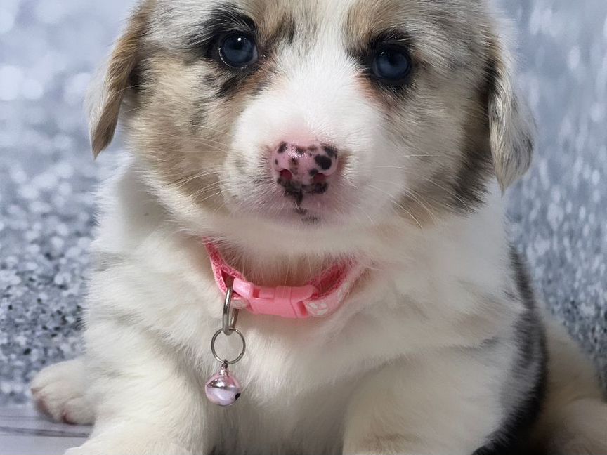 Девочка флаффи, мерль