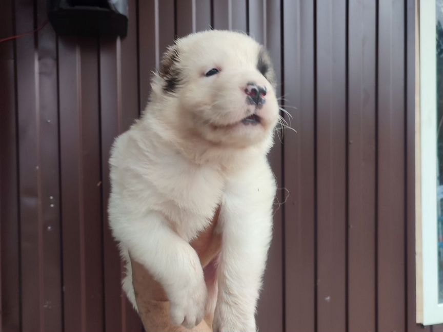 Среднеазиатская овчарка(алабай)