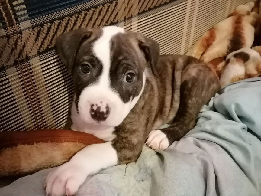 Продам щенка