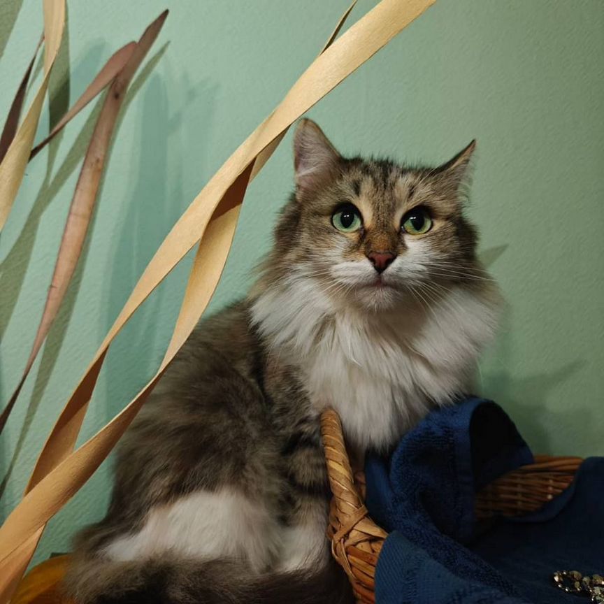 Девочка 4-5 мес