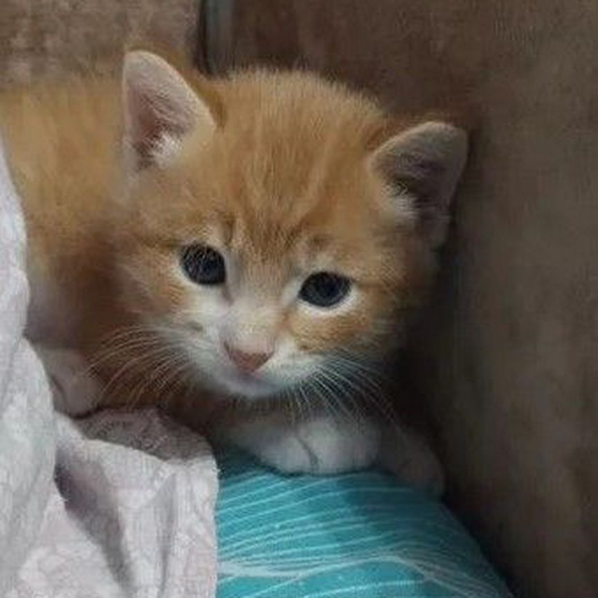 Котик. Рожден 24 ноября