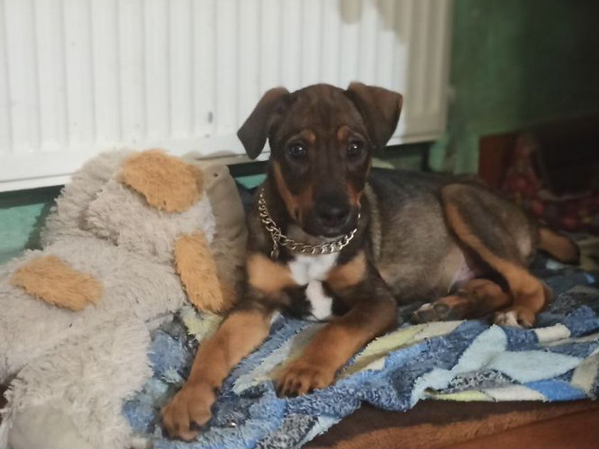 Собака в добрые руки отдам бесплатно