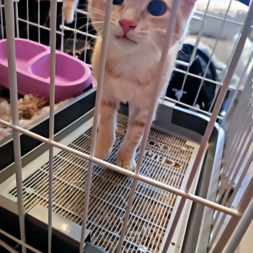 Котёнок в добрые руки