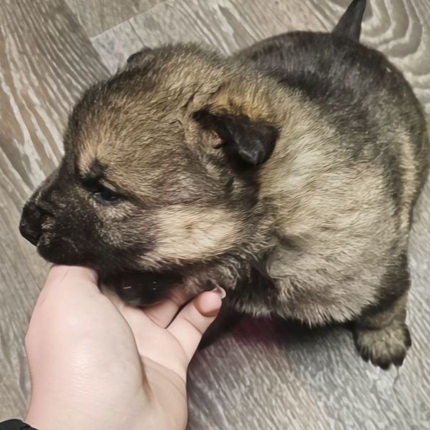 Щенок от частного владельца