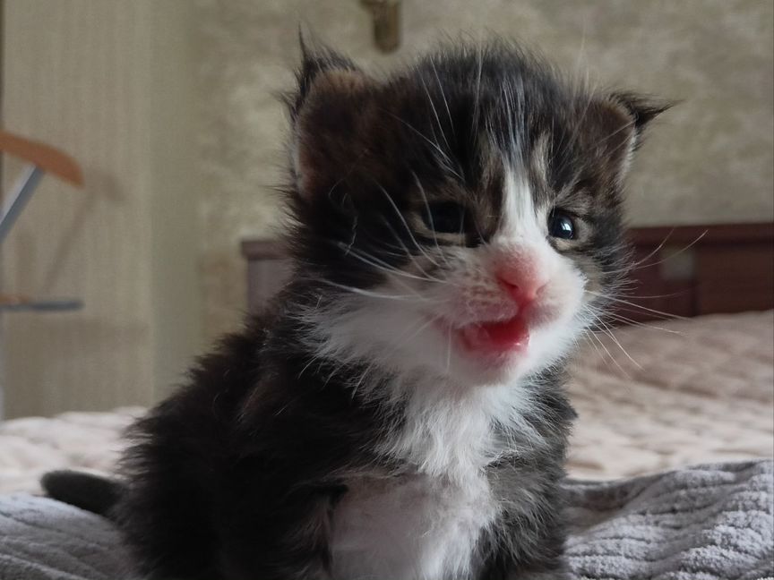 Котенок породы мейн-кун