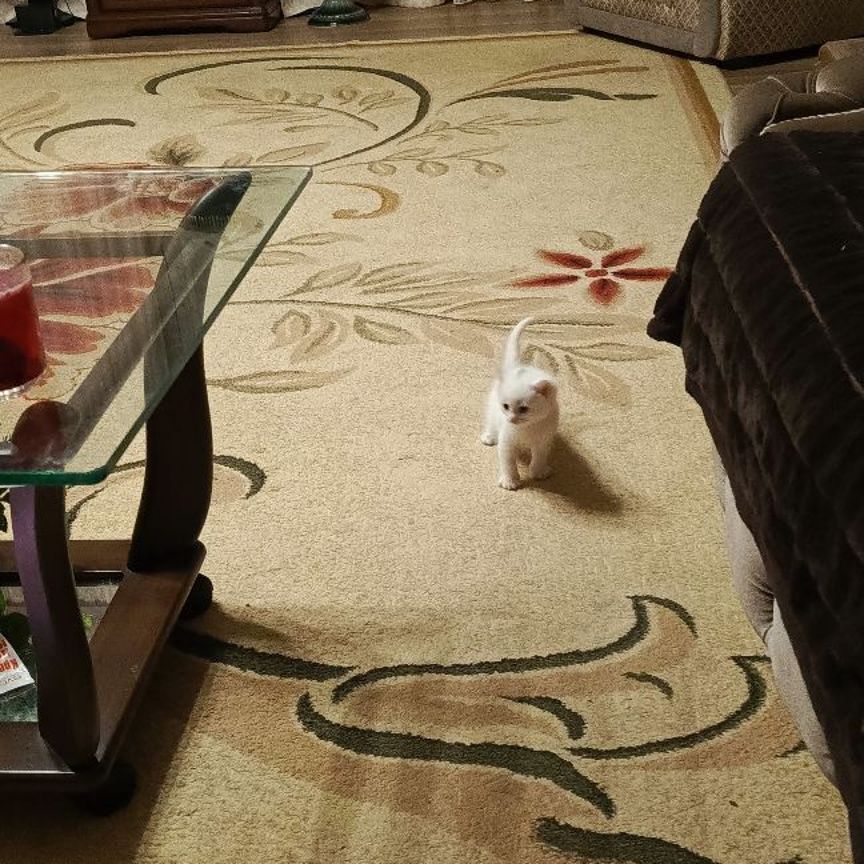 Кошечки