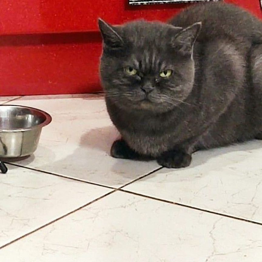 Отдам в добрые руки