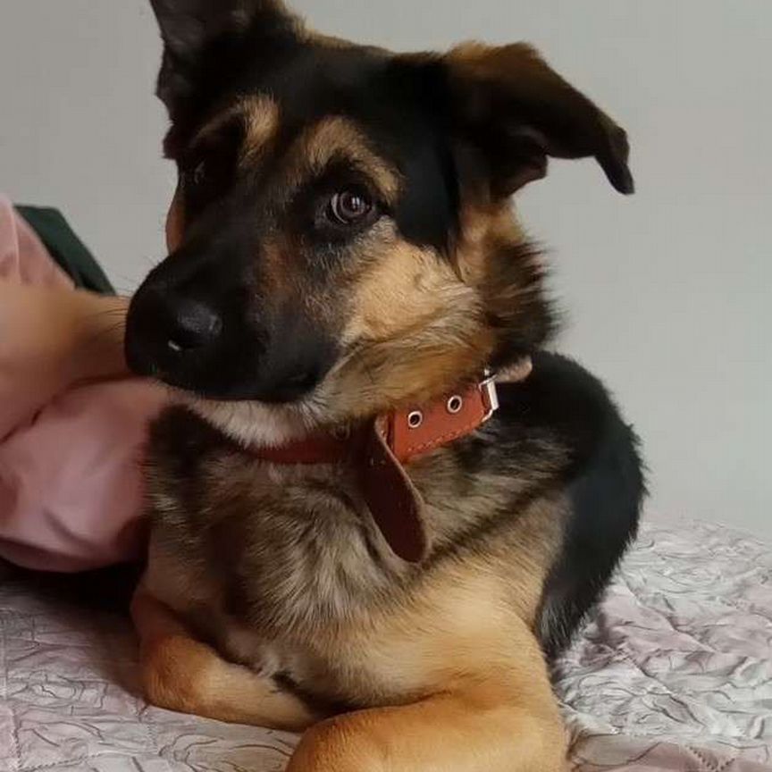 Почти Немецкая овчарка