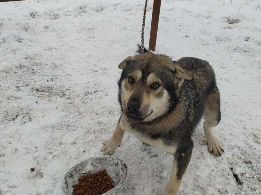 Маламут и лайка, смесь