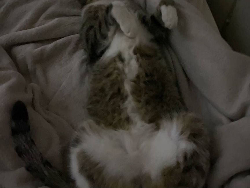 Две кошечки ищут дом